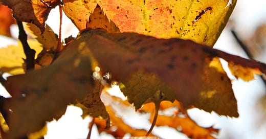 Fifteen Years and Counting... | Sue Kusch | Substack