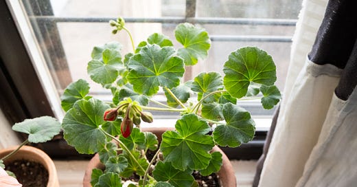 Tea Notes | Erin Boyle | Substack