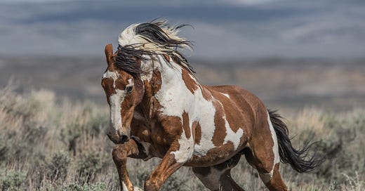 PROJECT 2025 AND THE MUSTANGS - by Anne McKechnie