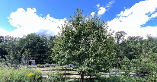 Backyard Farming Connection: Homesteading and Gardening | Gretchen at Backyard Farming | Substack