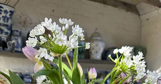 The Seedling by Willow Crossley | Substack