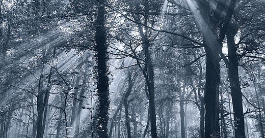 David Whyte | Substack