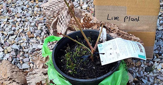 Leaf, Root & Fruit | Duncan Cocking | Substack