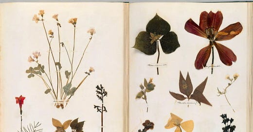 Jesse Paris Smith | Substack