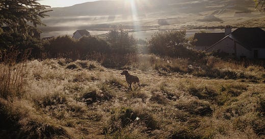 haver & sparrow | Charlene Storey | Substack