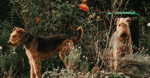 Pollination Garden | Mel Adams | Substack