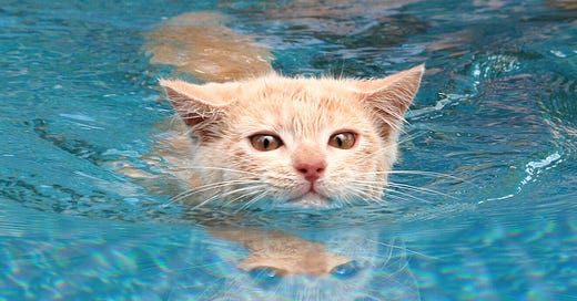 Hello. This Cat. | Substack