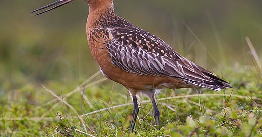 FOCAL POINTS (Courageous Discourse) | Peter A. McCullough, MD, MPH | Substack