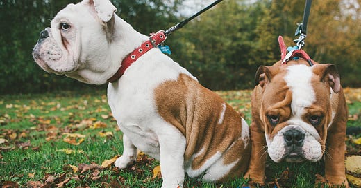 Big Salad | Joanna Goddard | Substack