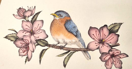 Drawing the Natural World | Val Webb | Substack