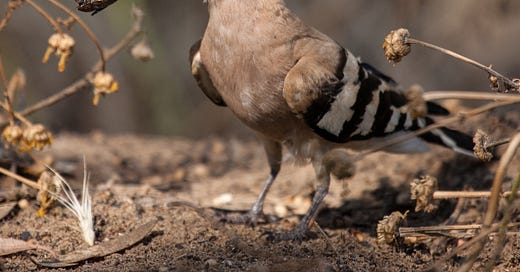 Six Things | Lev Parikian | Substack