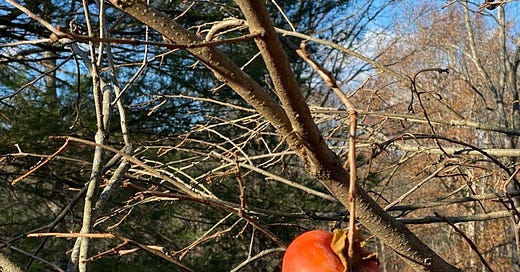 Coming Down to Earth with Barbara Brown Taylor | Substack