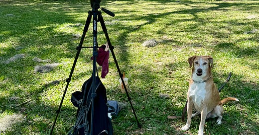 Behind the Easel | Megan Forde | Substack