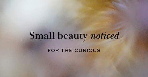 FLOW : Letters from the moss | Michela Griffith | Substack