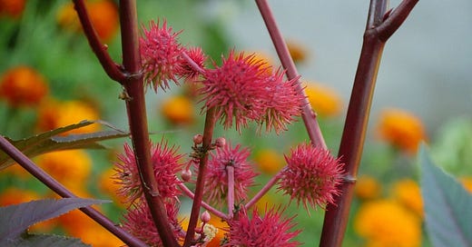 David Avocado Wolfe | Substack