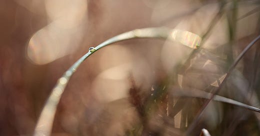 FLOW : Letters from the moss | Michela Griffith | Substack