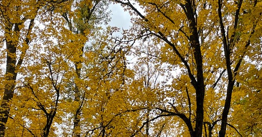 Beth’s Substack | Beth Patterson | Substack