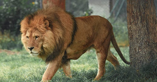 Aslan as a Post-Resurrection Christ Figure in "The Horse and His Boy"