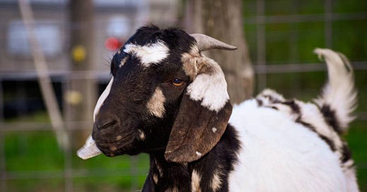 The Goat Barn | Amanda Pieper | Substack