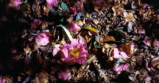 Human Stuff | Lisa Olivera | Substack