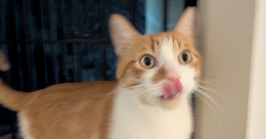 Never Retire: Living The Semi-Retired Life | Rocco Pendola | Substack