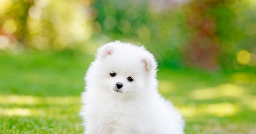 Big Undies | Corinne Fay | Substack