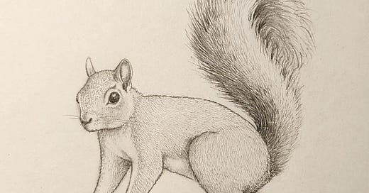 Drawing the Natural World | Val Webb | Substack