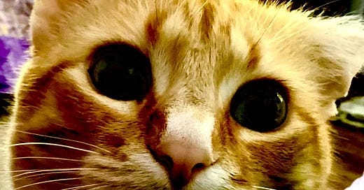 Noir is Now | Anthony Neil Smith | Substack