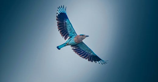 The Art of Flash Fiction | Kathy Fish | Substack