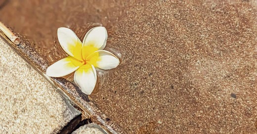 Quill and Scroll | Vivian | Substack