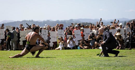 Mountain Tui | Mountain Tūī | Substack