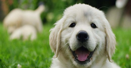 Rambo Van Halen | Substack