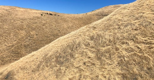 Bell Tower | Sommer Schafer | Substack
