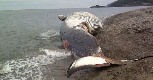 Touching the Elephant | Kendall Lamb | Substack