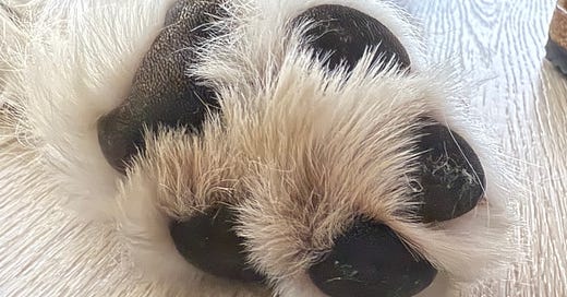 The Nicholberry Dispatch | Kerry Nichols | Substack