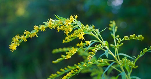 Trackless Wild with Janisse Ray | Substack