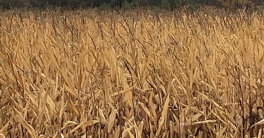 Middlemay Farm ~ A Bookish Life Newsletter | Adrienne Morris | Substack