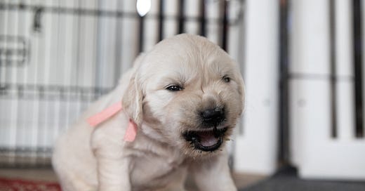 The Nicholberry Dispatch | Kerry Nichols | Substack