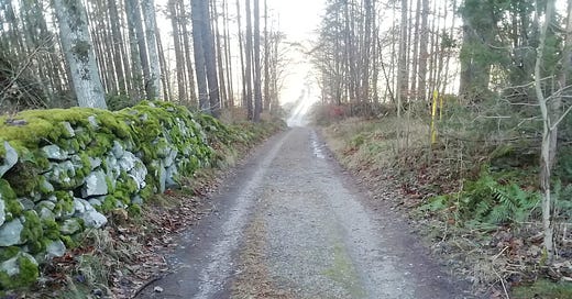 Wood From Eden | Tove K | Substack