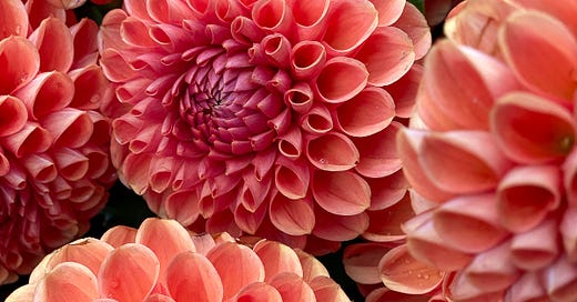 The Gluten Free Inside Scoop | Daniela Weiner | Substack