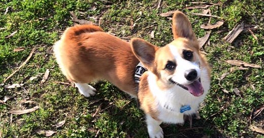 The Uncommon Executive | Yue Zhao | Substack