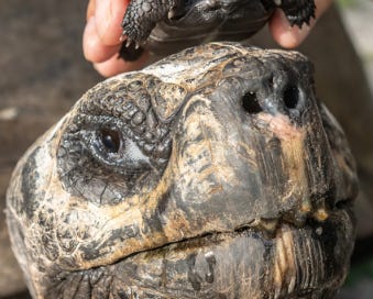 Screaming into the Void | SimulationCommander | Substack