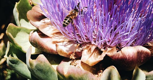 lofi life | Casey Lister | Substack