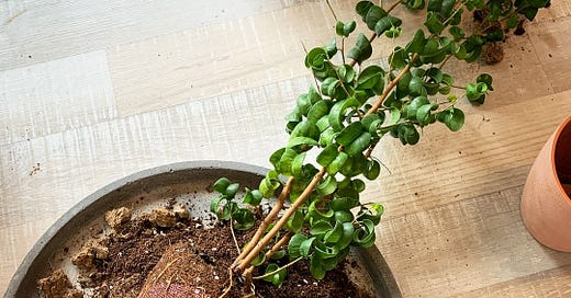 Denise Ho - 何韻詩 | Hocc | Substack