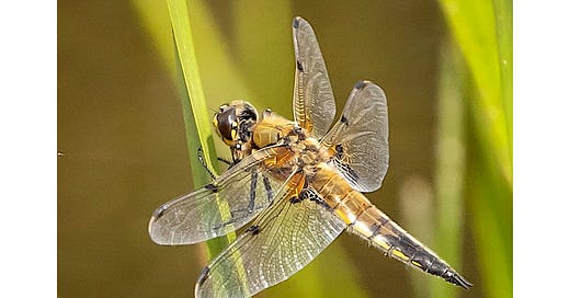 It's Looking A Bit Black Over Bill's Mother's | David Bocking | Substack