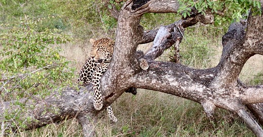 Work In Progress | Aditi Shah | Substack