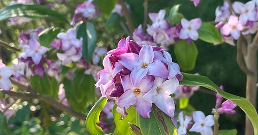 From Seed to Bloom | Camilla Grayley | Substack