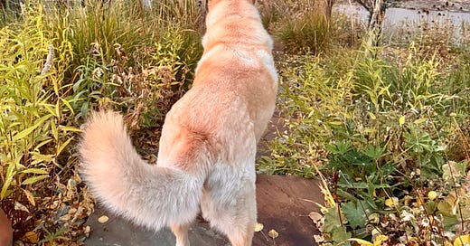 Isa Catto | Substack