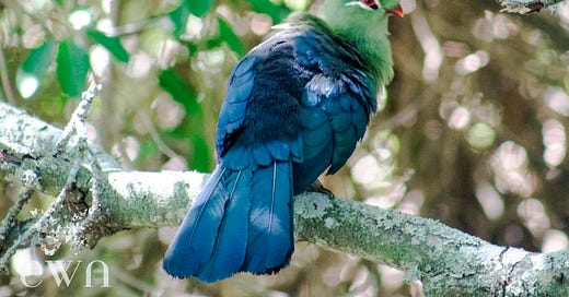 Shell’s Substack | Substack