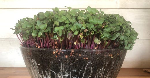 The ALMANAC by Lady Farmer | Mary & Emma Kingsley | Substack